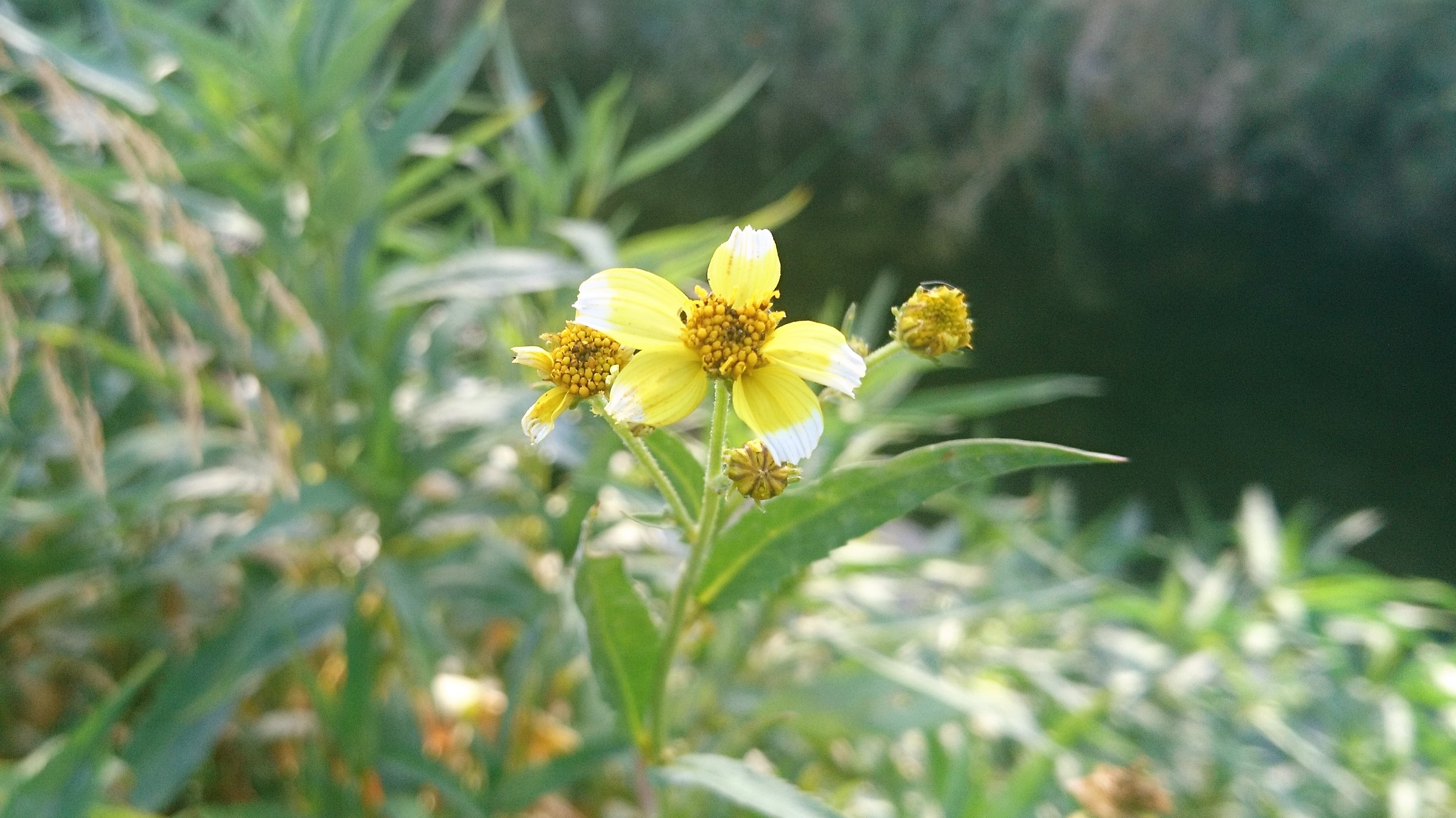 Bidens aurea | Plantas Invasoras em Portugal